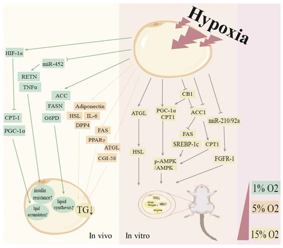 Hypoxia as a Double-Edged Sword to Combat Obesity and Comorbidities