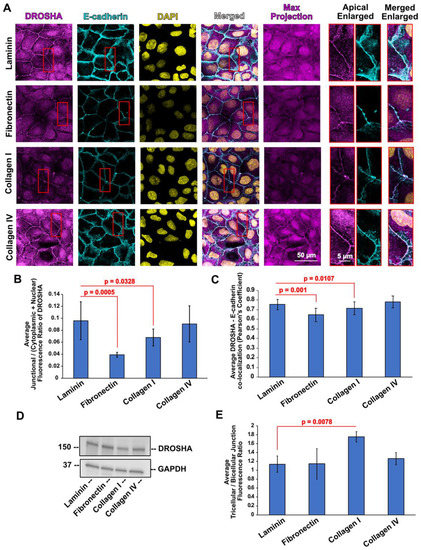 ECM Substrates Impact RNAi Localization at Adherens Junctions of Colon ...