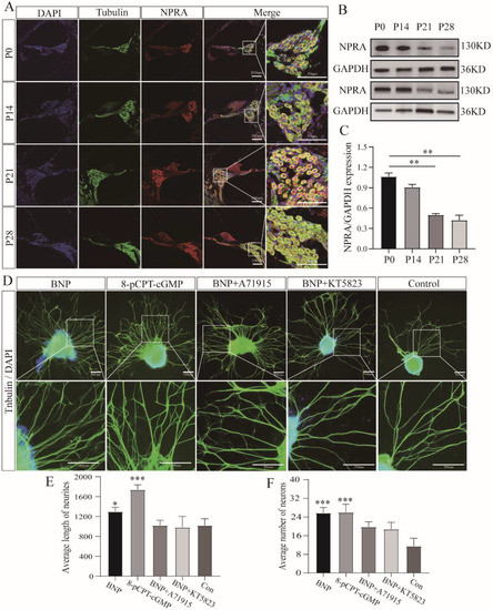 VDR Regulates BNP Promoting Neurite Growth and Survival of Cochlear ...