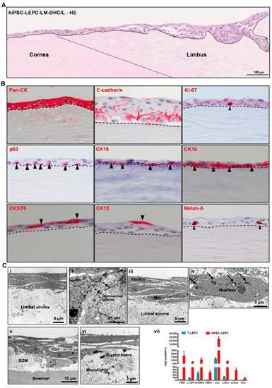 Transcriptomic Landscape and Functional Characterization of Human ...