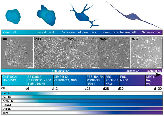 Development and In Vitro Differentiation of Schwann Cells