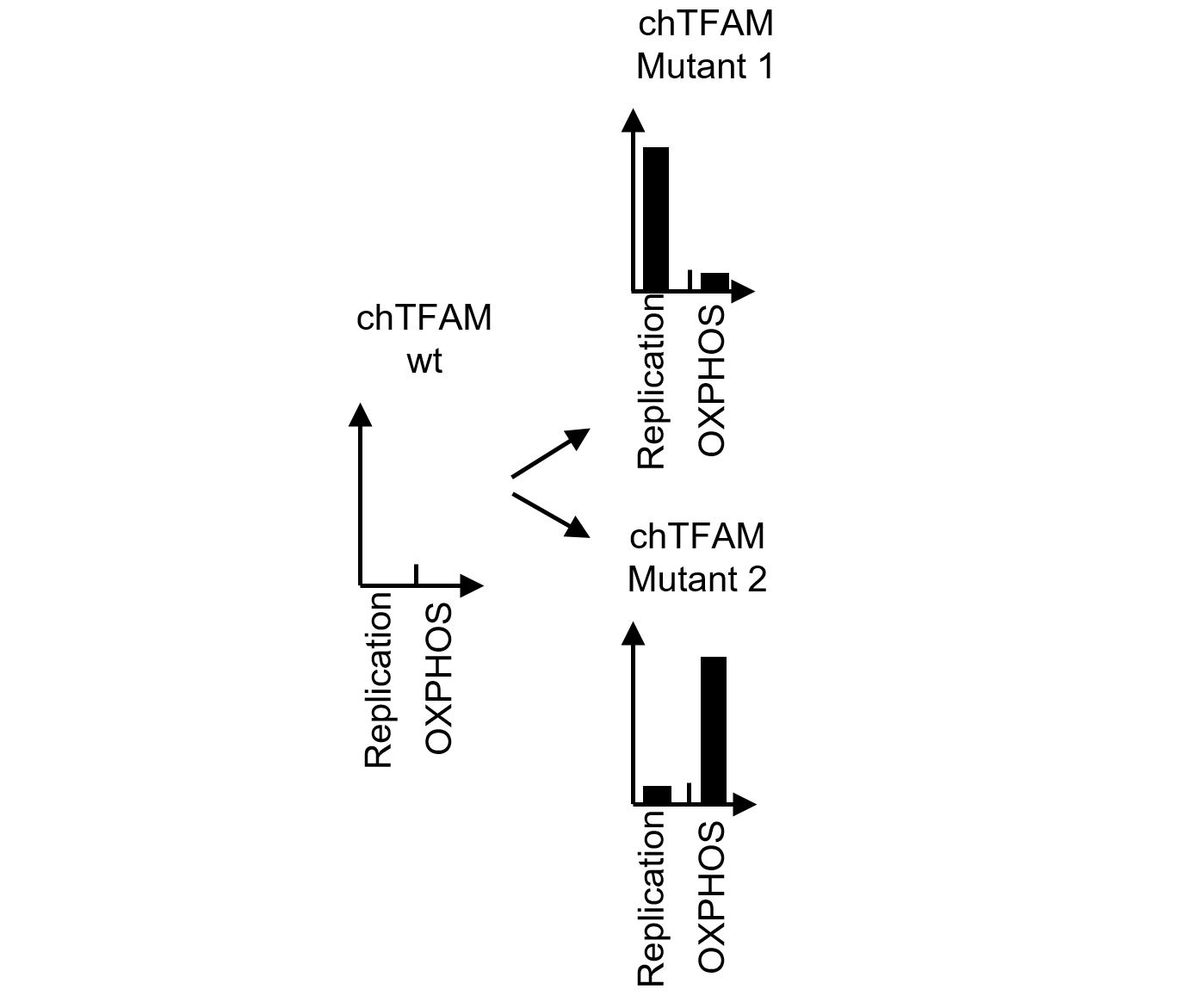 Cells | Free Full-Text | TFAM’s Contributions to mtDNA Replication and ...