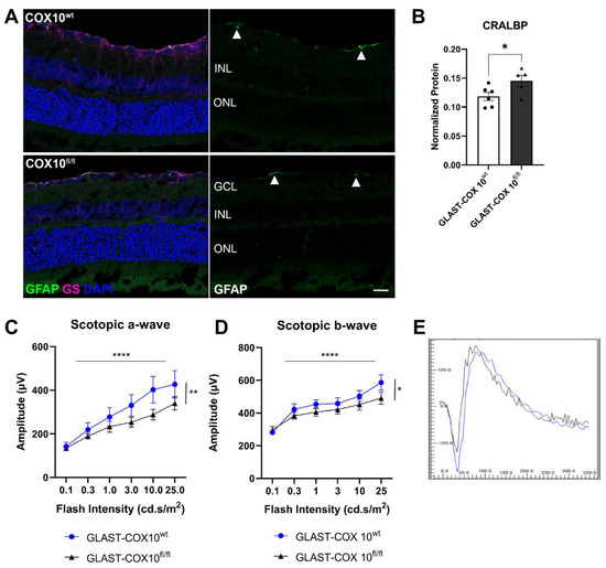 Destabilizing COXIV in Müller Glia Increases Retinal Glycolysis and ...