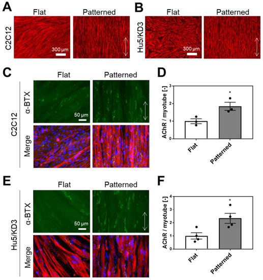 Alignment of Skeletal Muscle Cells Facilitates Acetylcholine Receptor ...