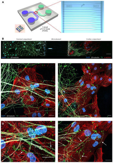 Impact of Neurons on Patient-Derived Cardiomyocytes Using Organ-On-A ...