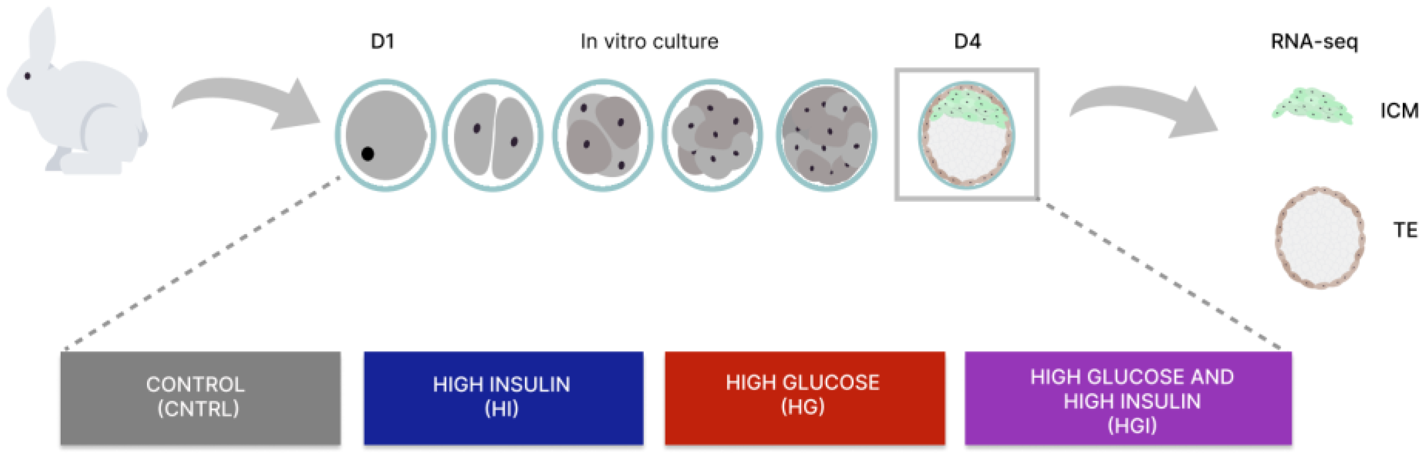 Cells | Free Full-Text | Identification of the Inner Cell Mass and the ...