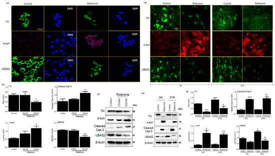 UBA52 Is Crucial in HSP90 Ubiquitylation and Neurodegenerative Signaling during Early Phase of ...
