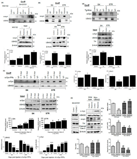 UBA52 Is Crucial in HSP90 Ubiquitylation and Neurodegenerative Signaling during Early Phase of ...