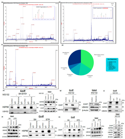 UBA52 Is Crucial in HSP90 Ubiquitylation and Neurodegenerative Signaling during Early Phase of ...