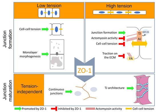 ZO-1 Guides Tight Junction Assembly and Epithelial Morphogenesis via ...
