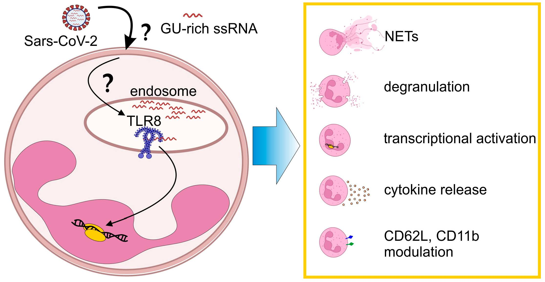 Cells | Free Full-Text | SARS-CoV-2-Associated ssRNAs Activate Human ...