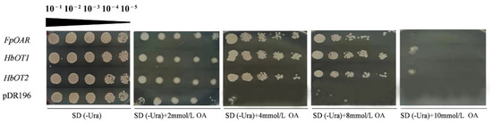 Cells | Free Full-Text | Cloning, Expression Analysis, and Functional Characterization of ...