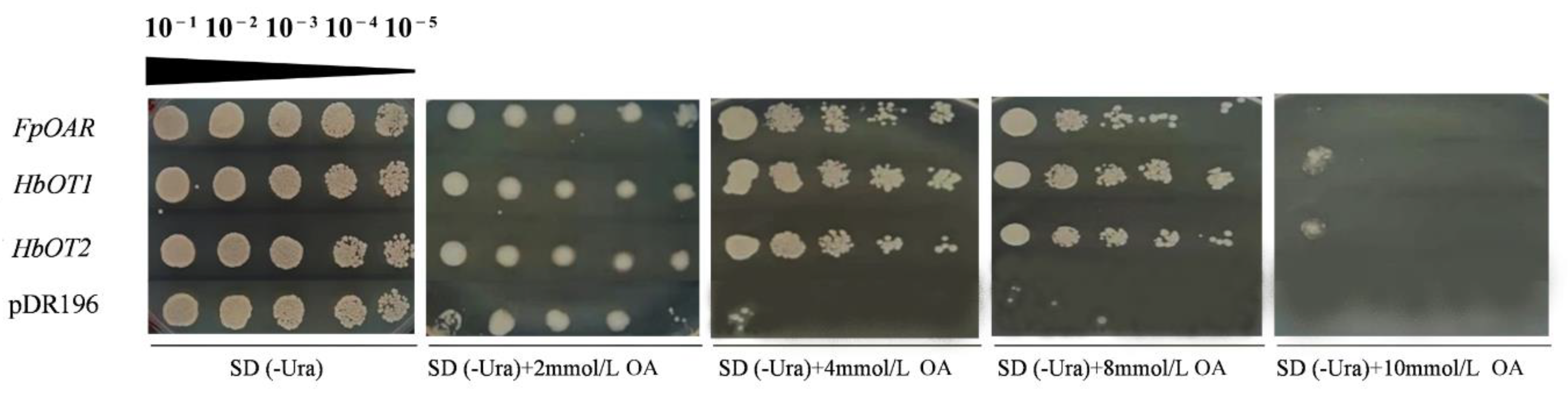 Cells | Free Full-Text | Cloning, Expression Analysis, and Functional Characterization of ...