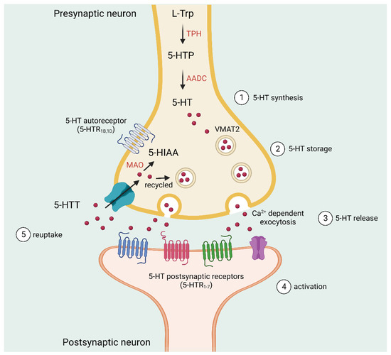Cells | Free Full-Text | Exploring the Tryptophan Metabolic Pathways in ...