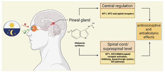 Exploring the Tryptophan Metabolic Pathways in Migraine-Related Mechanisms