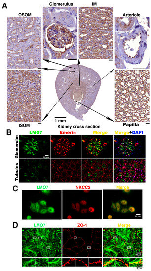 Coordination of LMO7 with FAK Signaling Sustains Epithelial Integrity ...