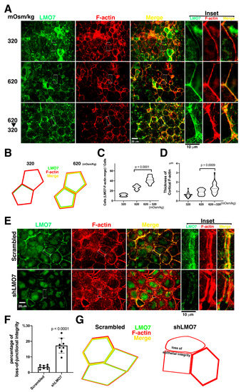 Coordination of LMO7 with FAK Signaling Sustains Epithelial Integrity ...