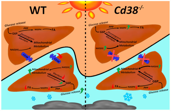 Role of Liver CD38 in the Regulation of Metabolic Pathways during Cold ...
