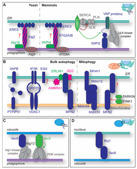 Membrane Contact Sites in Autophagy