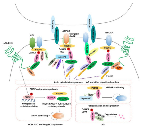 SAPAP Scaffold Proteins: From Synaptic Function to Neuropsychiatric ...