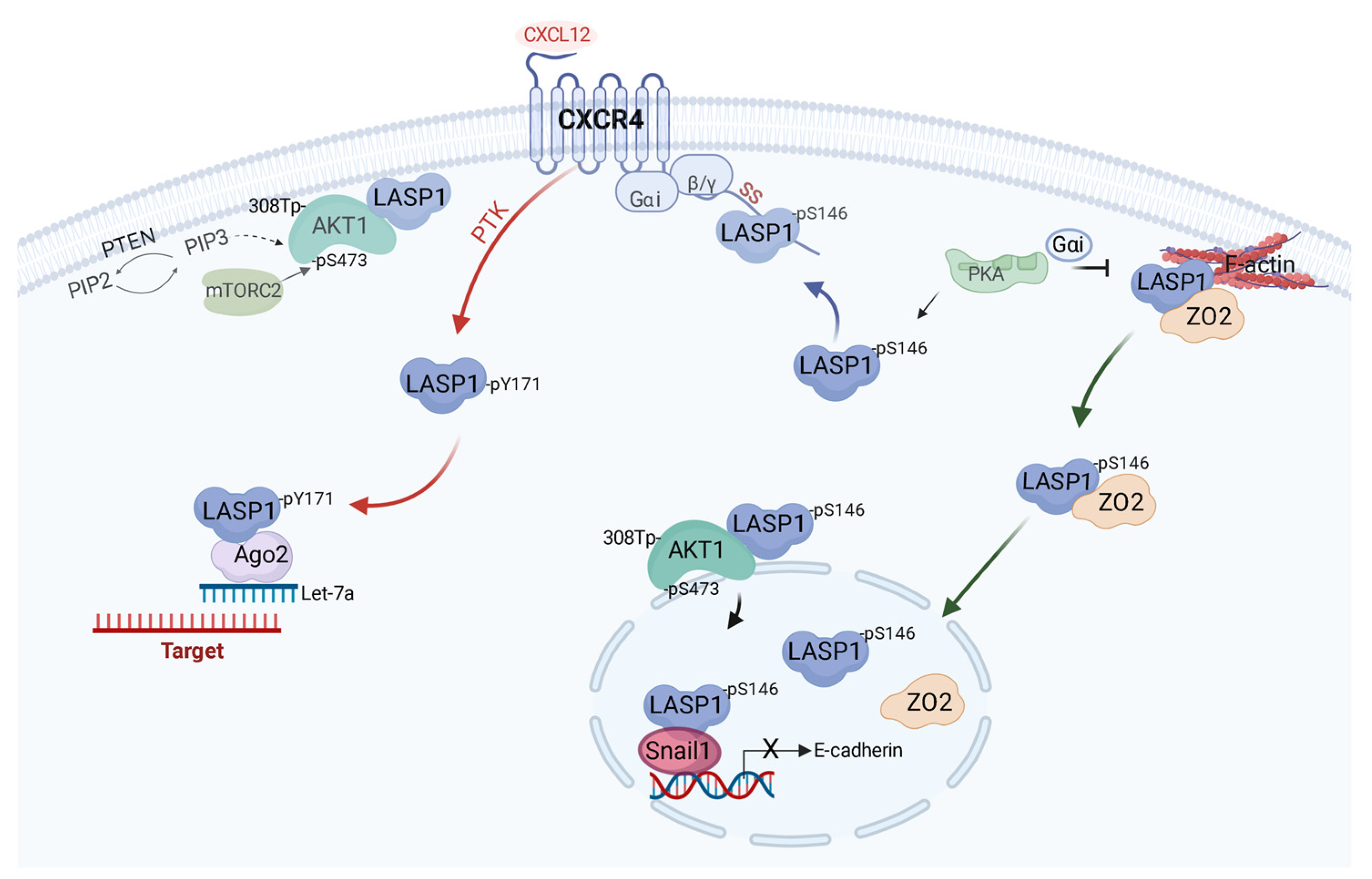 Cells Free Full Text Lasp1 In Cellular Signaling And Gene