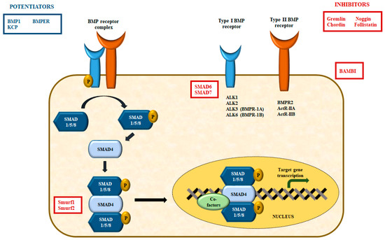 The Role of Bone Morphogenetic Protein Receptor Type 2 (BMPR2) and the ...