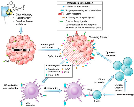 Dying of Stress: Chemotherapy, Radiotherapy, and Small-Molecule Inhibitors in Immunogenic Cell ...