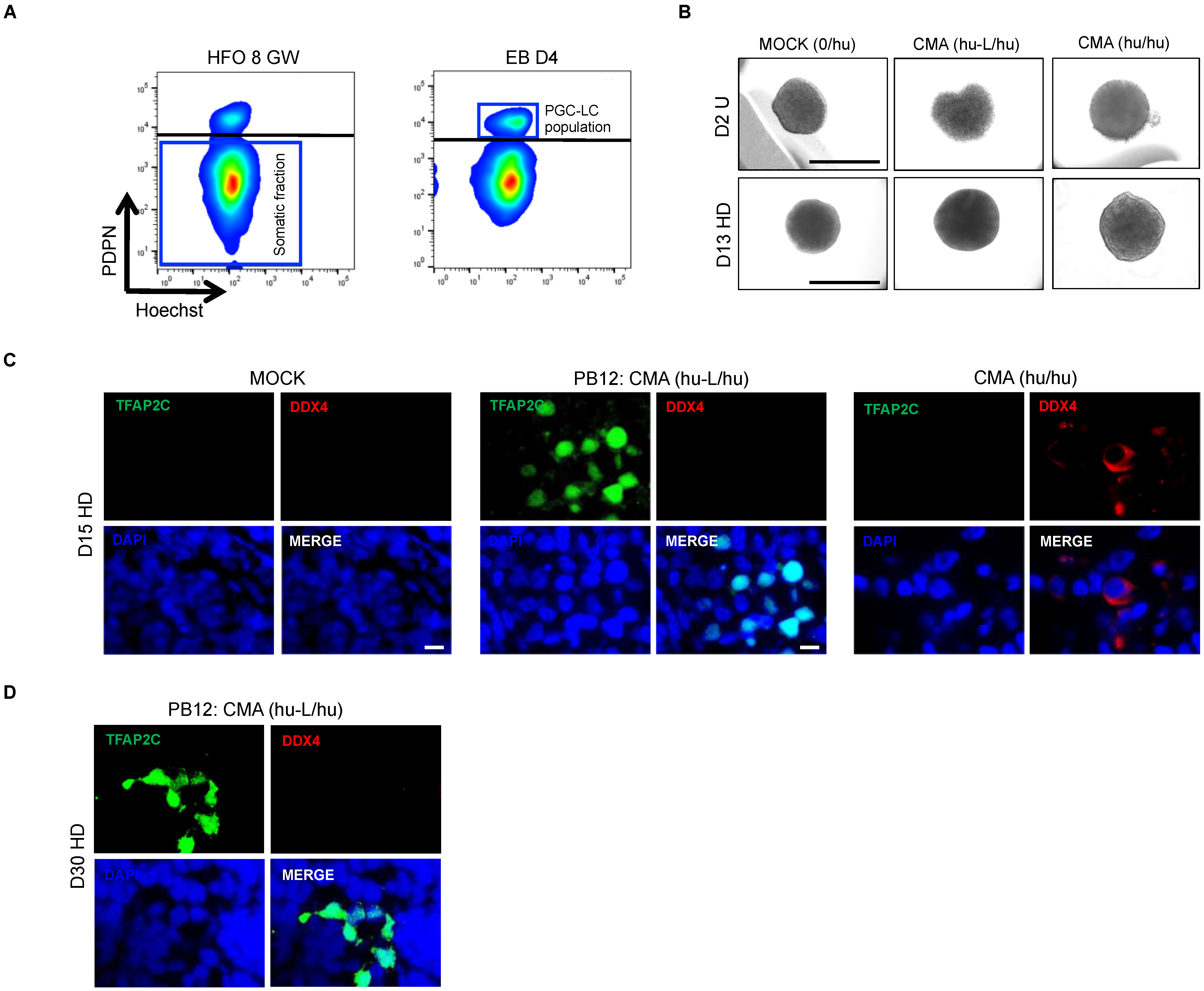 Sorting and Manipulation of Human PGC-LC Using PDPN and Hanging Drop ...