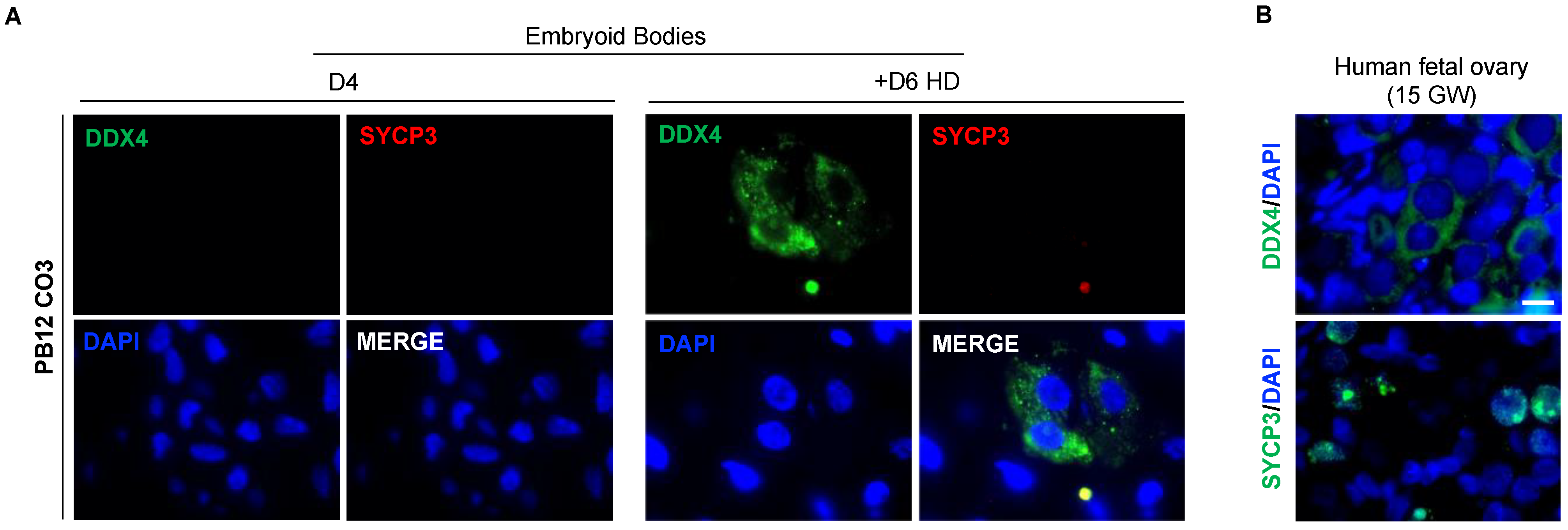 Sorting and Manipulation of Human PGC-LC Using PDPN and Hanging Drop ...