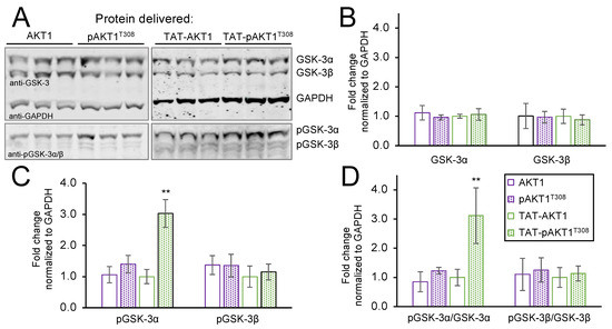 Delivery of Active AKT1 to Human Cells