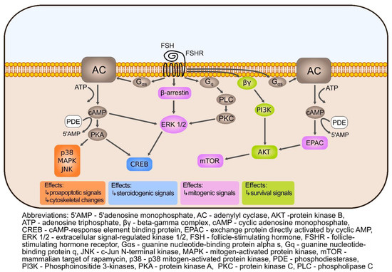 cAMP-Dependent Signaling and Ovarian Cancer
