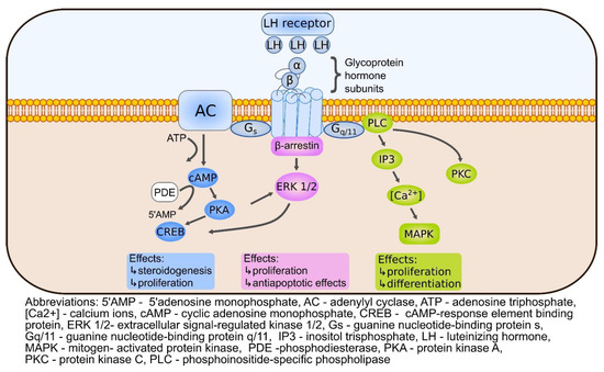 cAMP-Dependent Signaling and Ovarian Cancer