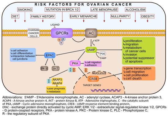cAMP-Dependent Signaling and Ovarian Cancer