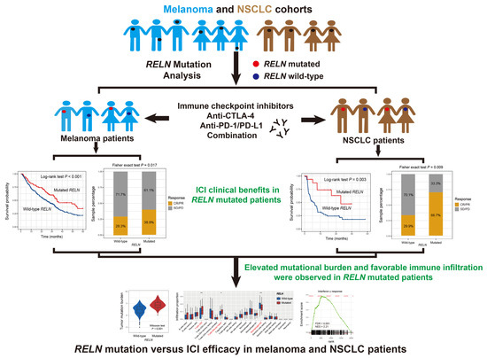 Identification and Validation of RELN Mutation as a Response Indicator ...
