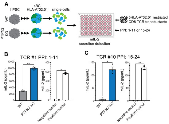 Stem-Cell-Derived β-Like Cells with a Functional PTPN2 Knockout Display ...
