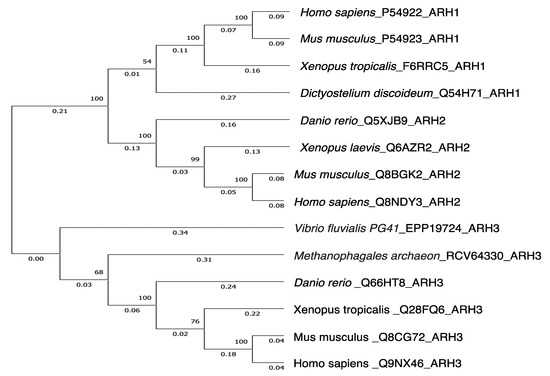 Cells | Free Full-Text | ARH Family of ADP-Ribose-Acceptor Hydrolases