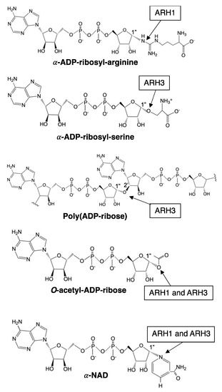 ARH Family of ADP-Ribose-Acceptor Hydrolases