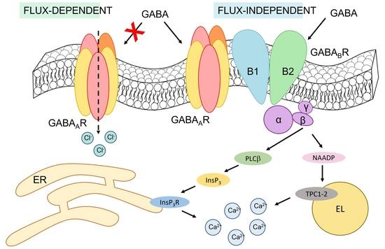 Cells | Free Full-Text | GABAA and GABAB Receptors Mediate GABA-Induced Intracellular Ca2 ...