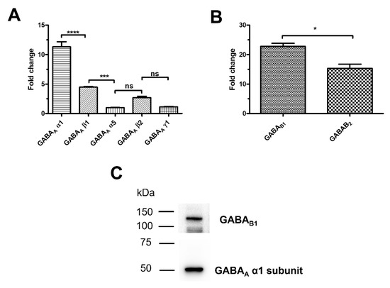 GABAA and GABAB Receptors Mediate GABA-Induced Intracellular Ca2 ...