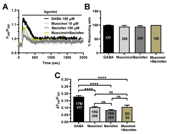 GABAA and GABAB Receptors Mediate GABA-Induced Intracellular Ca2+ Signals in Human Brain ...