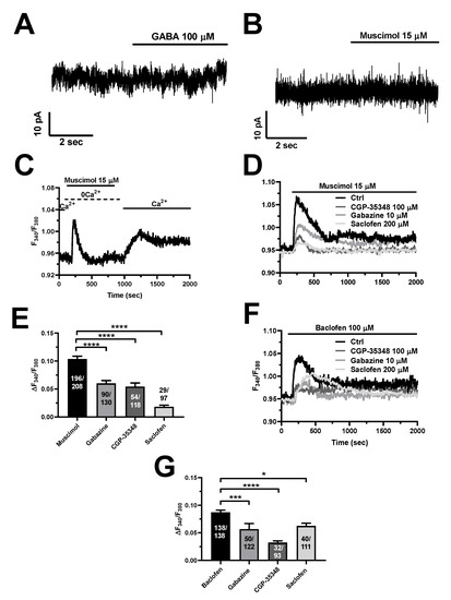 GABAA and GABAB Receptors Mediate GABA-Induced Intracellular Ca2 ...