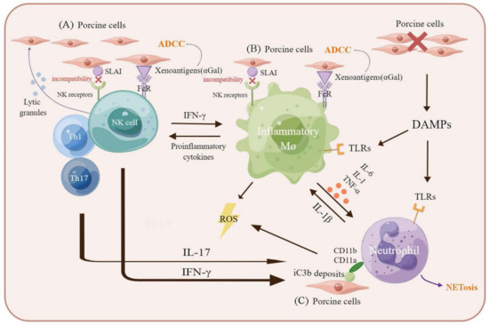 Advances in Innate Immunity to Overcome Immune Rejection during ...
