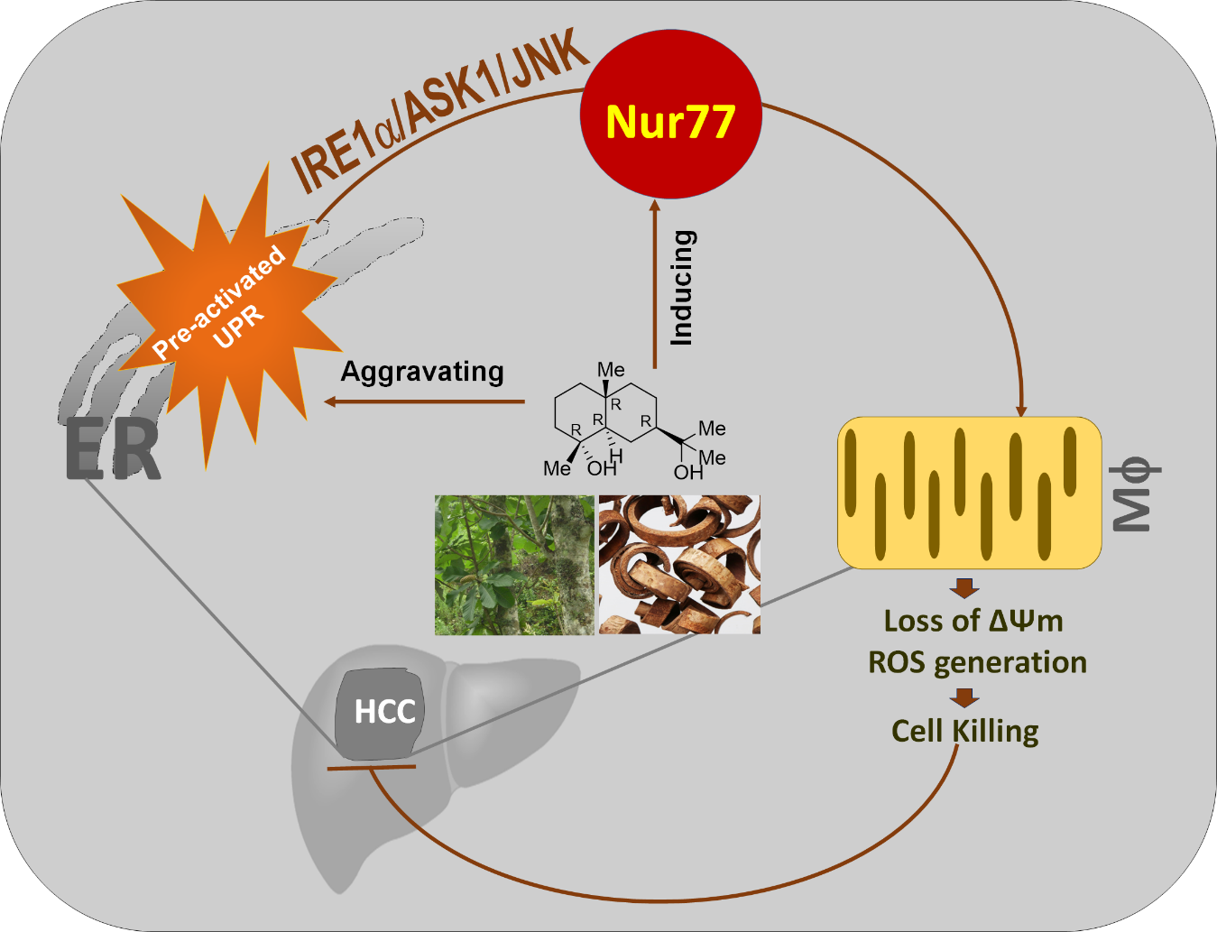 Cells | Free Full-Text | Orphan Nuclear Receptor Nur77 Mediates the ...
