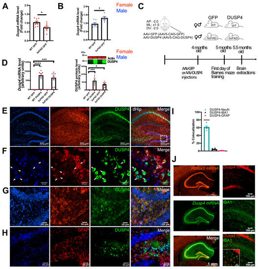 Dual-Specificity Protein Phosphatase 4 (DUSP4) Overexpression Improves Learning Behavior ...