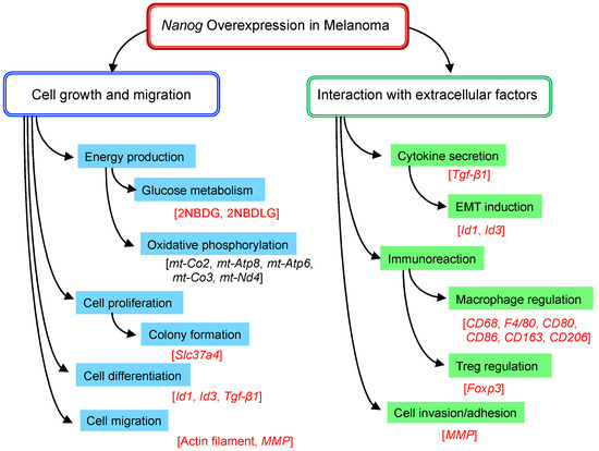 Novel Roles of Nanog in Cancer Cells and Their Extracellular Vesicles