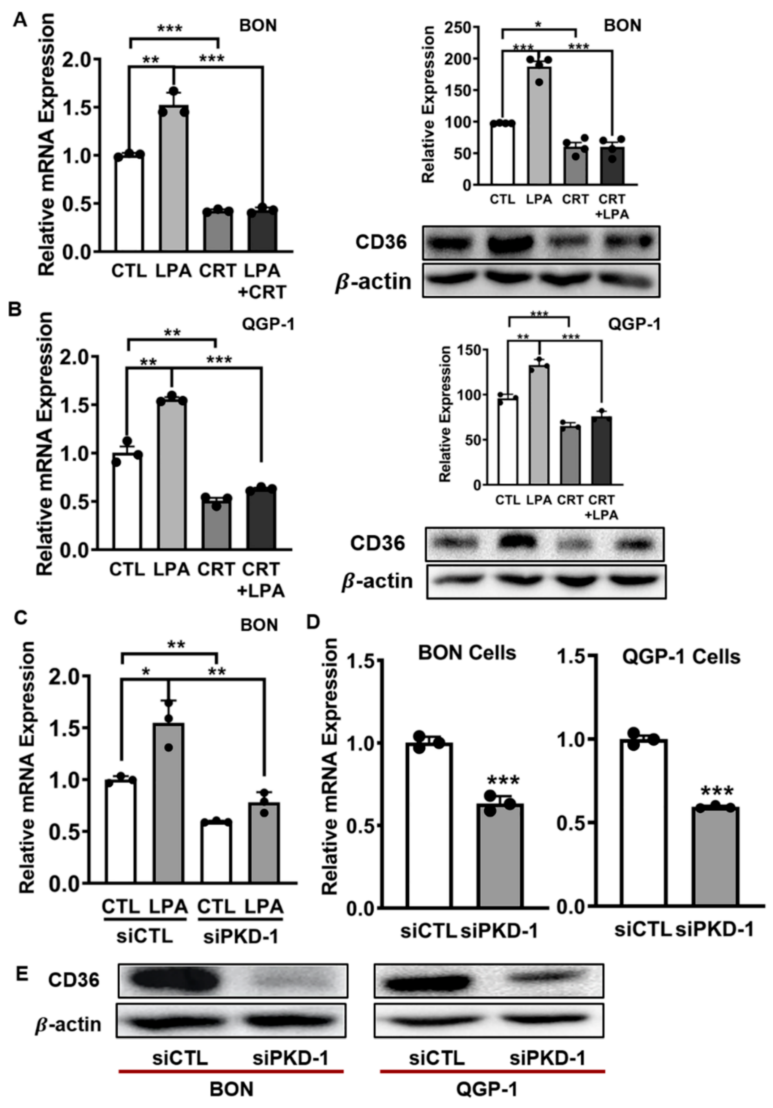 Protein Kinase D1 Signaling in Cancer Stem Cells with Epithelial ...