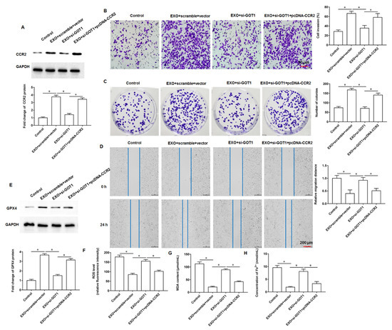 Tumor Cell Derived Exosomal GOT1 Suppresses Tumor Cell Ferroptosis to ...
