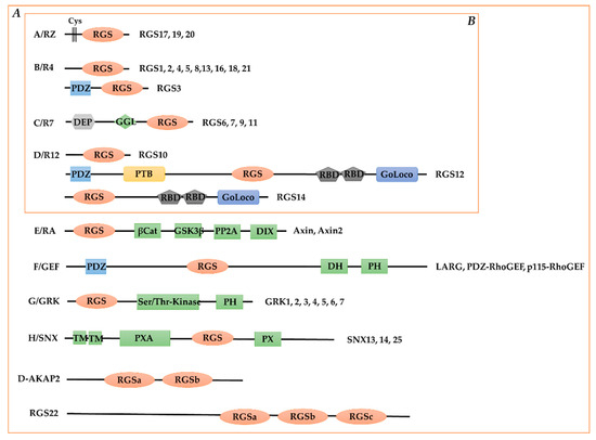 The Potential Role of R4 Regulators of G Protein Signaling (RGS ...