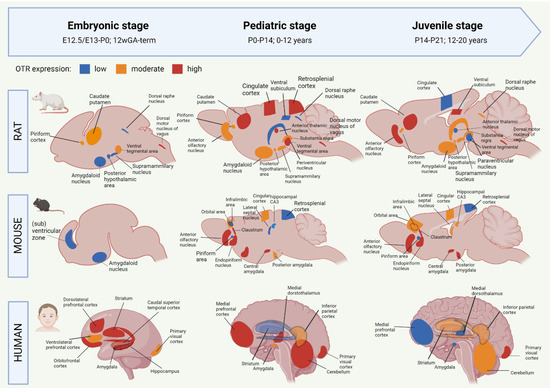 Cells Free Full Text The Role Of Oxytocin In Abnormal Brain