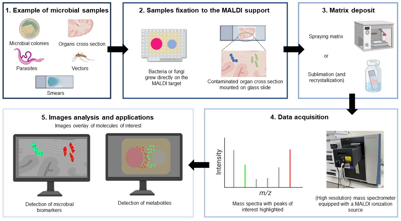 Cells | Free Full-Text | MALDI Mass Spectrometry Imaging: A Potential ...